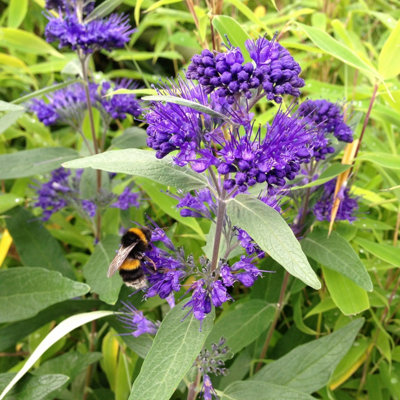 Dark Knight Bluebeard Shrub Plant Caryopteris x Clandonensis 2L Pot