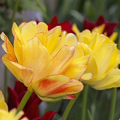 Darwin Hybrid Tulip Akebono - Double Yellow/Red/Pink Blush - Robust ...