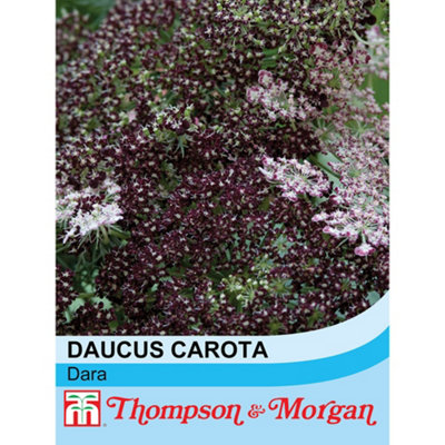 Daucus carota Dara 1 Seed Packet (20 Seeds)