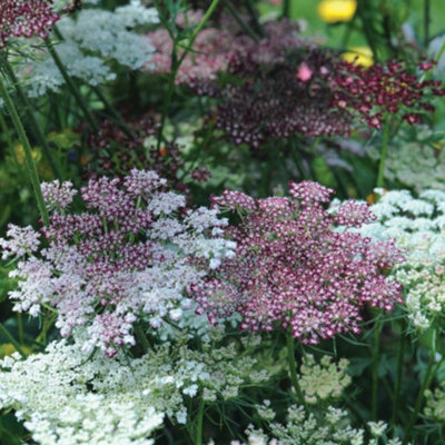DAUCUS CAROTA DARA 1 SEED PACKET