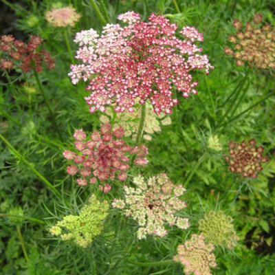 DAUCUS CAROTA DARA 1 SEED PACKET