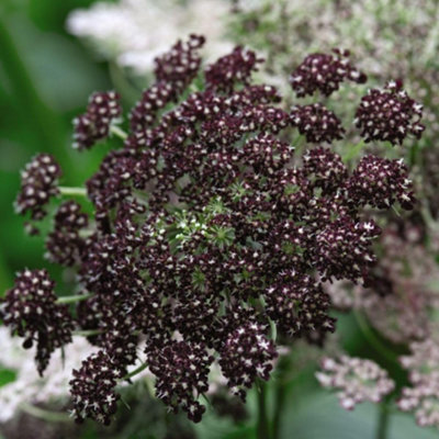 DAUCUS CAROTA DARA 1 SEED PACKET