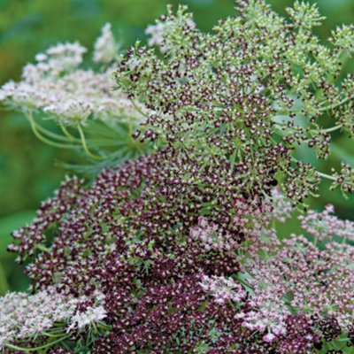 DAUCUS CAROTA DARA 1 SEED PACKET