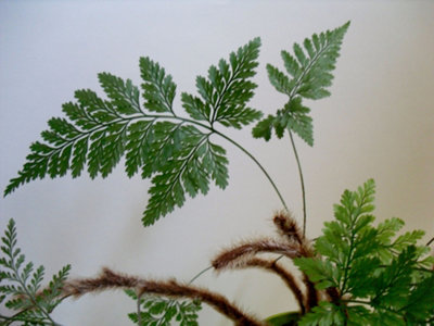 Davallia fejeensis Rabbit fern Plug plant