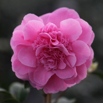 Debbie Outdoor Shrub Plant Camellia x Williamsii 2L Pot