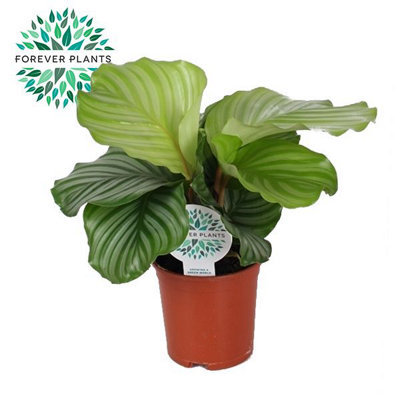 Dec Ceramic Rhonda Grey Stone, 12cm Pot Size, 10cm Tall, Rhonda Grey ...