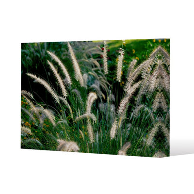 decorative cat tail grass growing along a walkway (Canvas Print) / 61 x ...