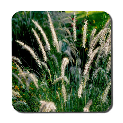 decorative cat tail grass growing along a walkway (Coaster) / Default ...