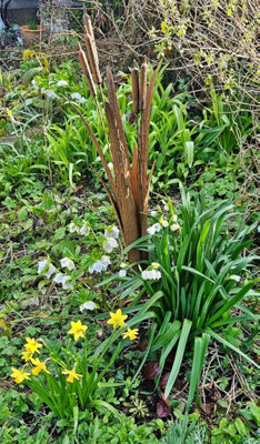 Decorative Reeds Garden Stake Border Plant Support