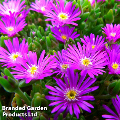 Delosperma aberd. Hot Pink 1 Litre Potted Plant x 1