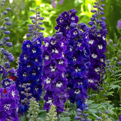 Delphinium Dark Blue Black Bee Plant 1 x 9cm Pot - Tall Hardy Perennial