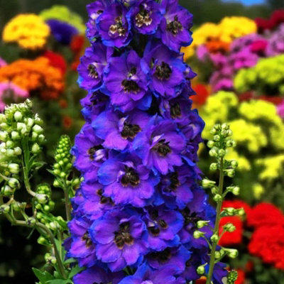 Delphinium Dark Blue Black Bee Plant 1 x 9cm Pot - Tall Hardy Perennial