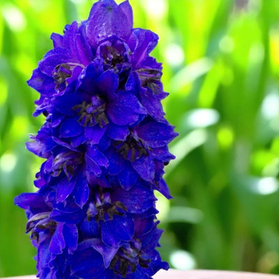 Delphinium Dark Blue Black Bee Plant 1 x 9cm Pot - Tall Hardy Perennial