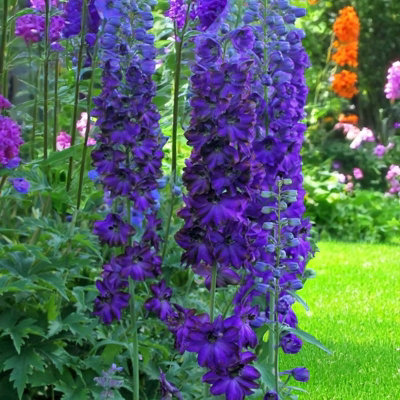 Delphinium Dark Blue Black Bee Plant 3 x 9cm Pot - Tall Hardy Perennial