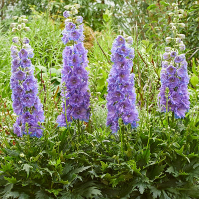 Delphinium Delgenius Shelby - Purple Blooms, Larkspur, Perennial Plant ...