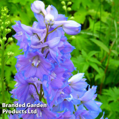 Delphinium Fountain Sky Blue 3 Litre Potted Plant x 1