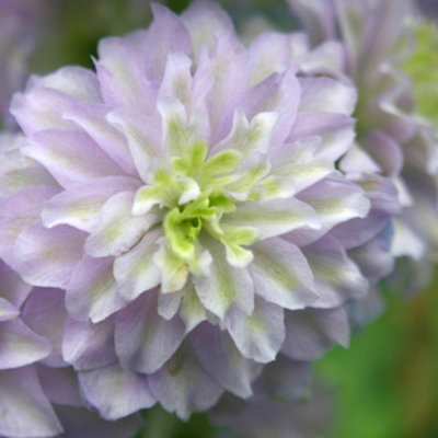 Delphinium Highlander Crystal Delight - Lilac Blooms, Perennial Plant ...