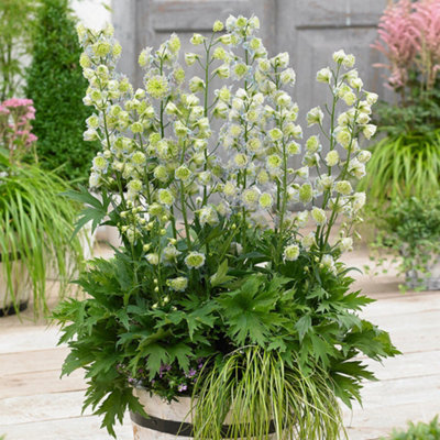 Delphinium Highlander Crystal Delight - Lilac Blooms, Perennial Plant ...