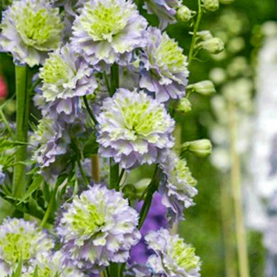 Delphinium Highlander Crystal Delight - Lilac Blooms, Perennial Plant ...