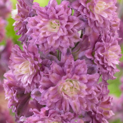 Delphinium Highlander Flamenco - Pink and Cream Blooms, Perennial Plant ...