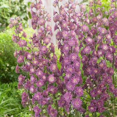 Delphinium Highlander Flamenco - Pink and Cream Blooms, Perennial Plant ...