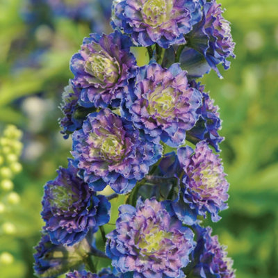 DELPHINIUM HIGHLANDER SWEET SENSATION - PURPLE AND BLUE BLOOMS ...