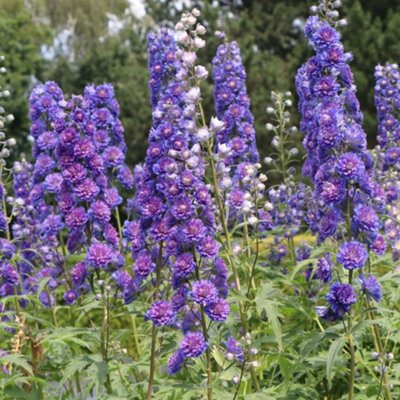 Delphinium Highlander Sweet Sensation - Purple and Blue Blooms ...