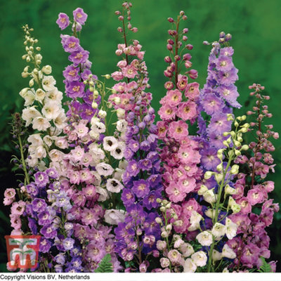 Delphinium Hybridum Pacific Giant Mixed 1 Packet (110 Seeds)