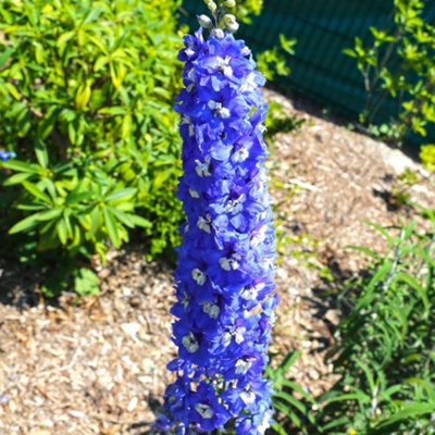 Delphinium King Arthur 3 Litre Potted Plant x 1