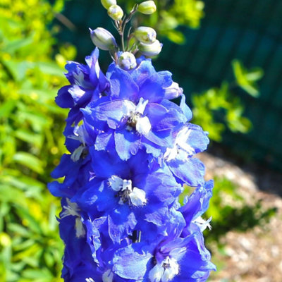 Delphinium King Arthur 3 Litre Potted Plant x 1