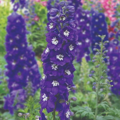 Delphinium Magic Fountain Dark Blue & White Bee Bare Roots - 6 Pack