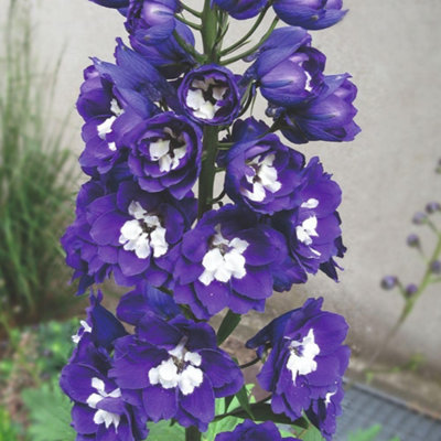 Delphinium Magic Fountain Dark Blue & White Bee Bare Roots - 6 Pack
