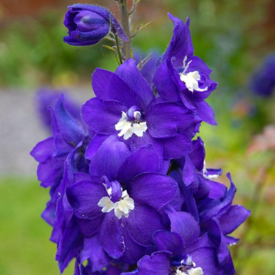 Delphinium Magic Fountain Dark Blue & White Bee Bare Roots - 6 Pack