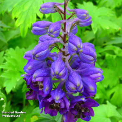 Delphinium Magic Fountains Dark Blue Dark Bee 1 Litre Potted Plant x 2