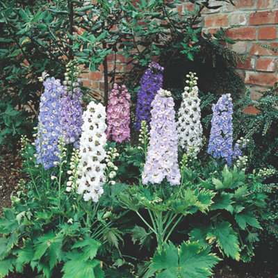 Delphinium Magic Fountains Mix Garden Ready - 30 Plants