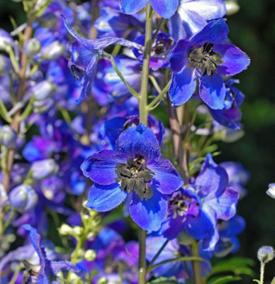 Delphinium Pacific Giants Collection 1 Litre Potted Plants x 4