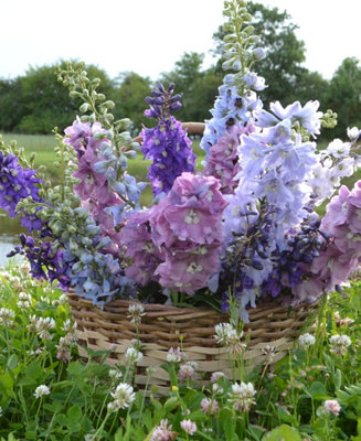 Delphinium Pacific Giants Mix (Pack of 12) - Excellent for natural ...