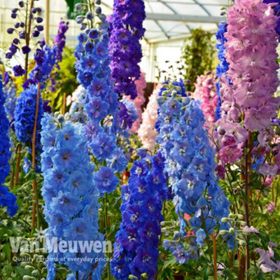 Delphinium Pacific Hybrids Mix 10 PostiPlug Plants | DIY at B&Q
