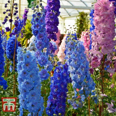 Delphinium Pacific Hybrids Mix 21mm LL Plug Plant x 1 | DIY at B&Q