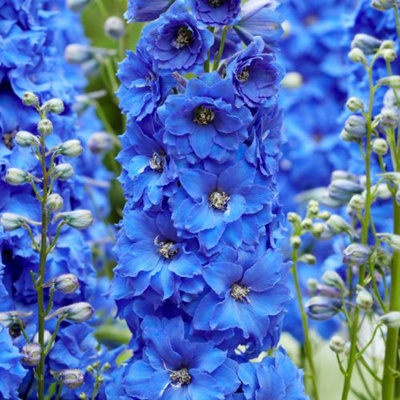 Delphinium Paramo Azul 3 Jumbo Plug Plants (50mm) | DIY at B&Q