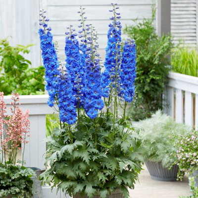 Delphinium Paramo Azul 6 Jumbo Plug Plants (50mm) | DIY at B&Q