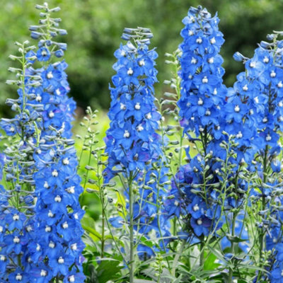 Delphinium Summer Skies 1 Litre Potted Plant x 1