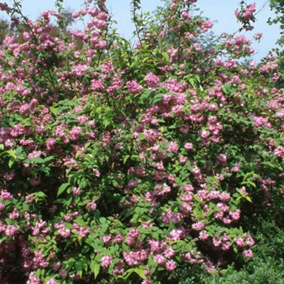 Deutzia Magicien Garden Shrub - Enchanting Pink Blooms, Green Foliage ...