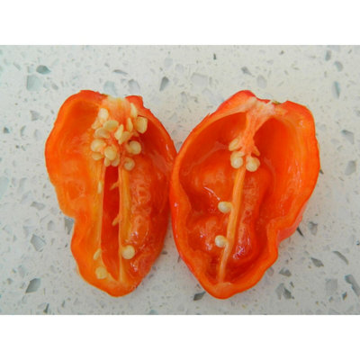 Devils Tongue Chilli Seeds - Rare Red Variety - 10 Fresh Seeds