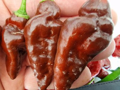 Devils Tongue Chocolate Chilli Seeds - 10 Fresh Seeds