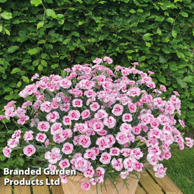 Dianthus Baby Doris Plug Plant x 10