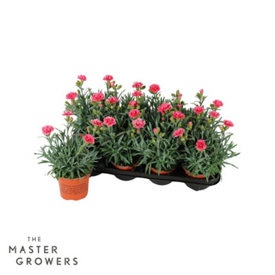 Dianthus caryophyllus ' Elise', 12cm Pot Size, 25cm Tall, Elise ...