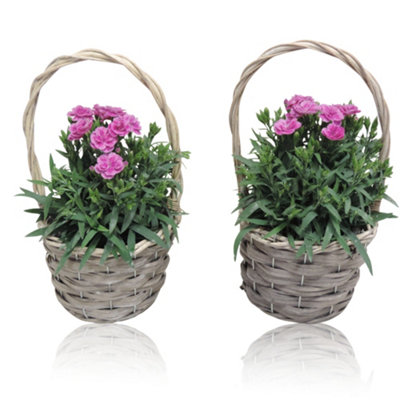 Dianthus Caryophyllus 'peman', 15cm Pot Size, 35cm Tall, Pink Peman ...