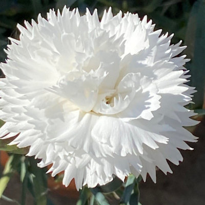 Dianthus caryophyllus White 1 PostiPlug Plant