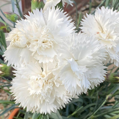 Dianthus caryophyllus White 1 PostiPlug Plant